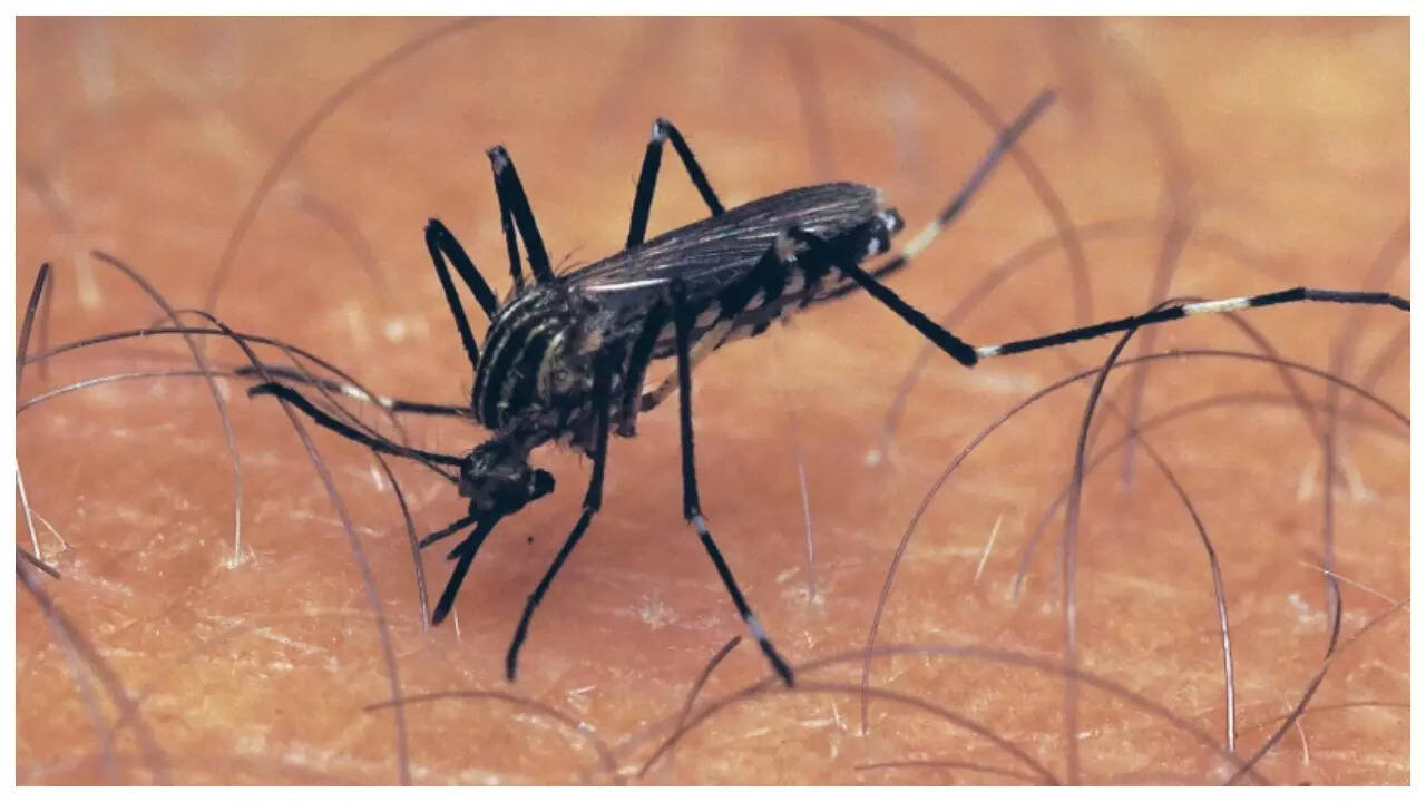 Philadelphia confirms first West Nile Virus mosquito pool; know all ...
