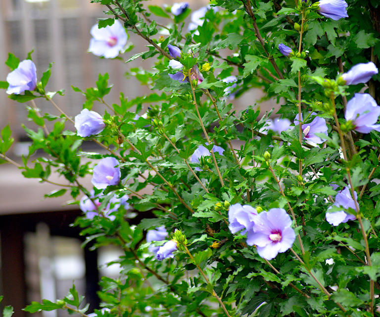 5 plant-and-forget shrubs that practically take care of themselves