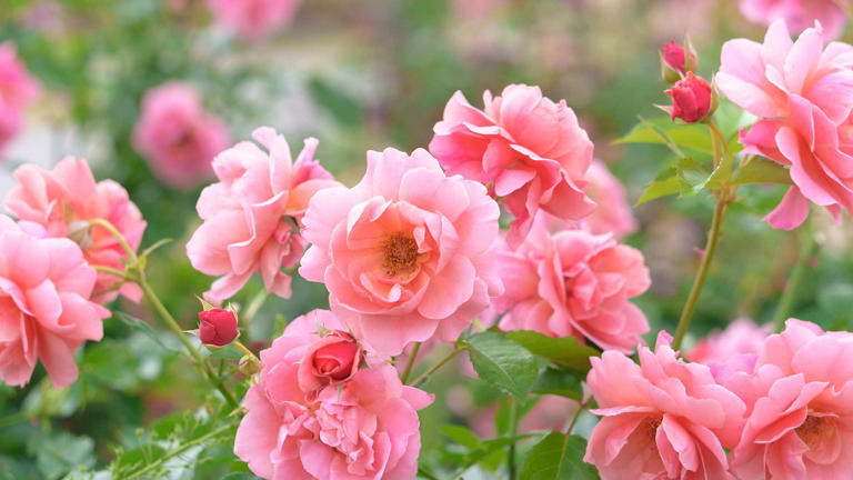 How to grow roses – experts share advice for beautiful, healthy blooms