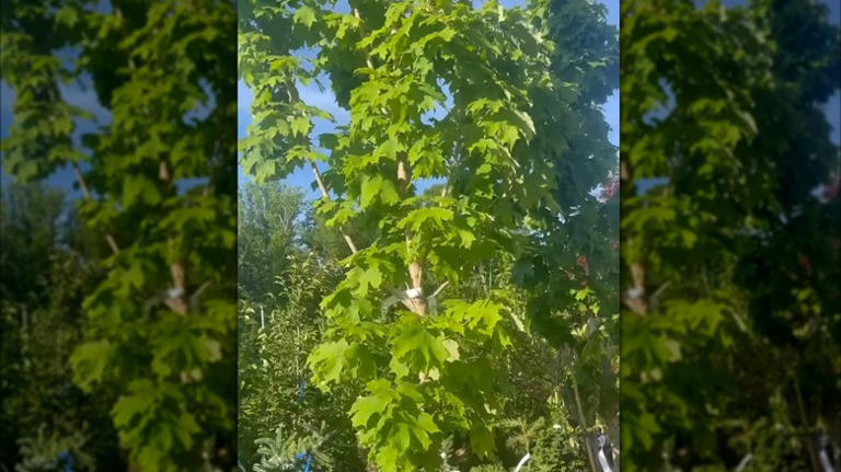 11 Trees That Will Outgrow A Small Yard, And 11 Better Alternatives To ...