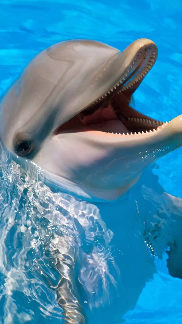 10 animals that don’t sleep like we do
