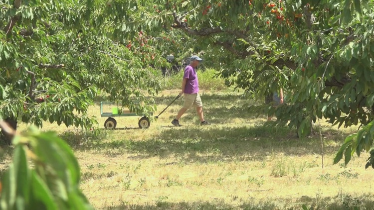 After last year’s sparse crop, Green Bluff cherry season bounces back