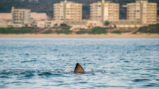 Woman hospitalized after suspected shark attack at popular US beach ...