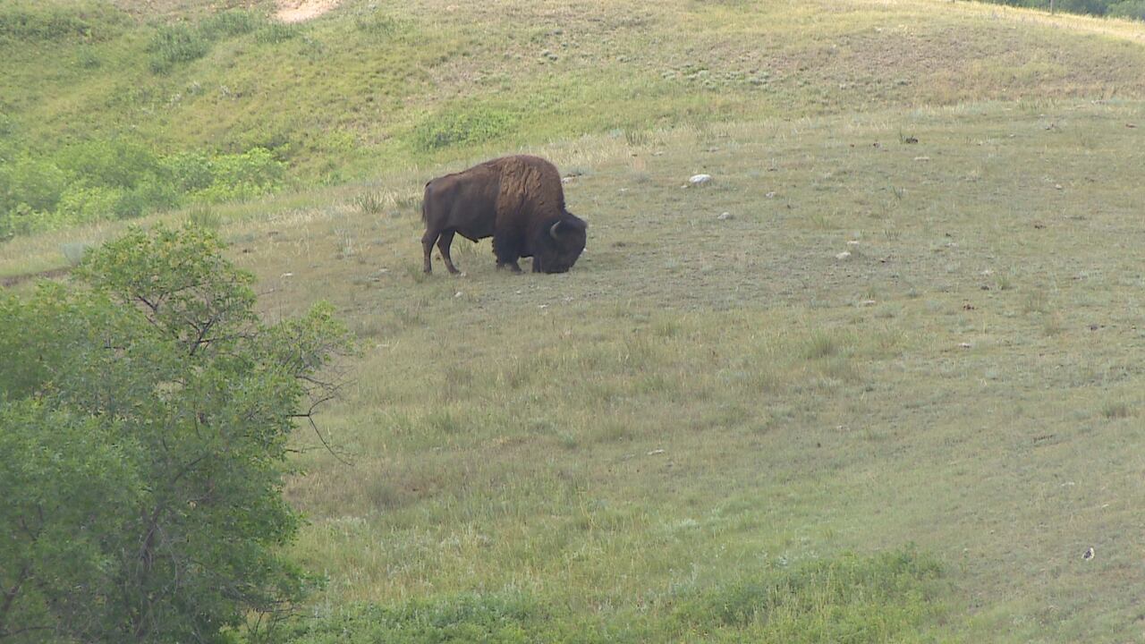 GPS ear tags help track bison at Sask.'s Buffalo Pound Provincial Park
