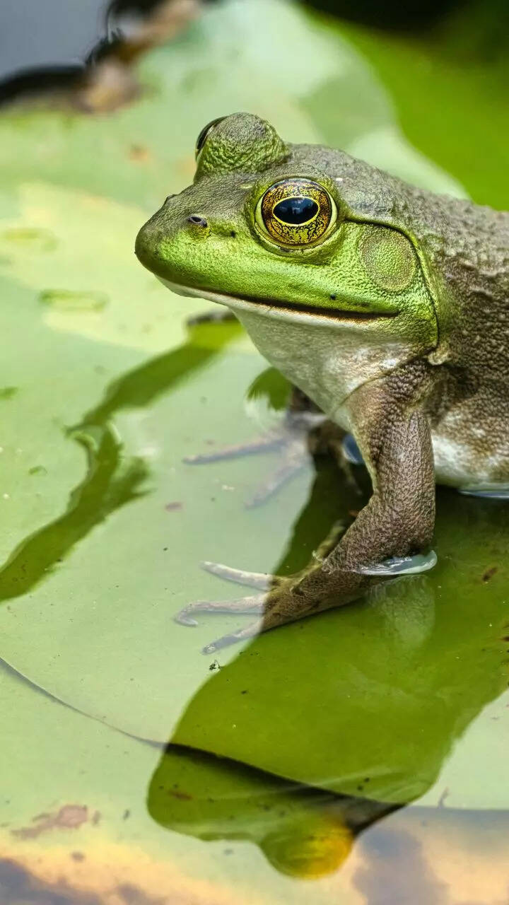 10 animals that don’t sleep like we do
