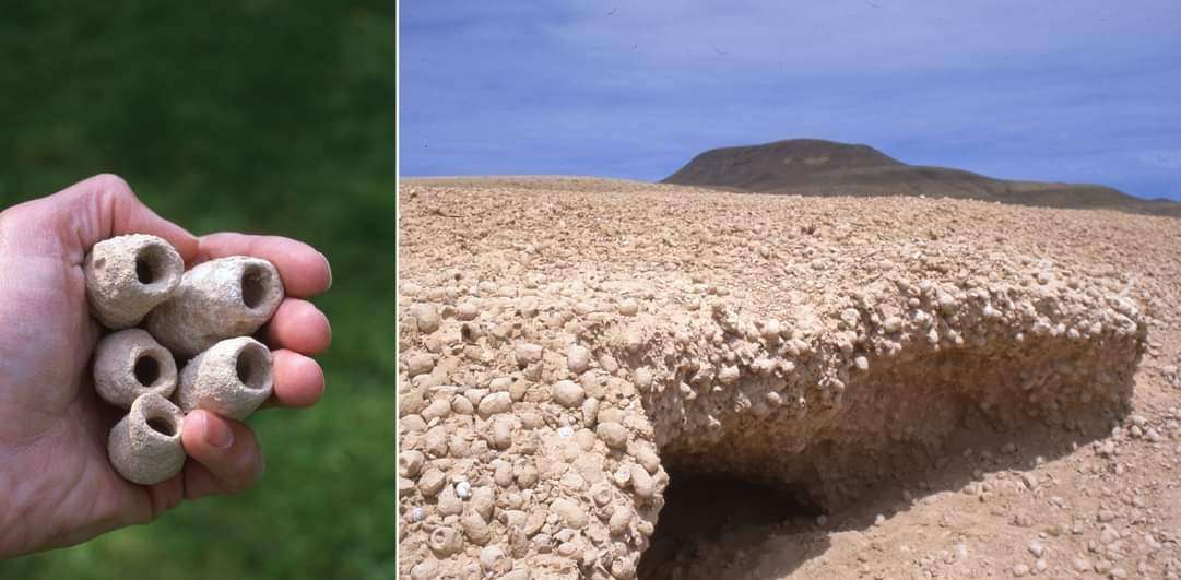 Los insectos guanches: las huellas fósiles que cuentan la vida secreta ...
