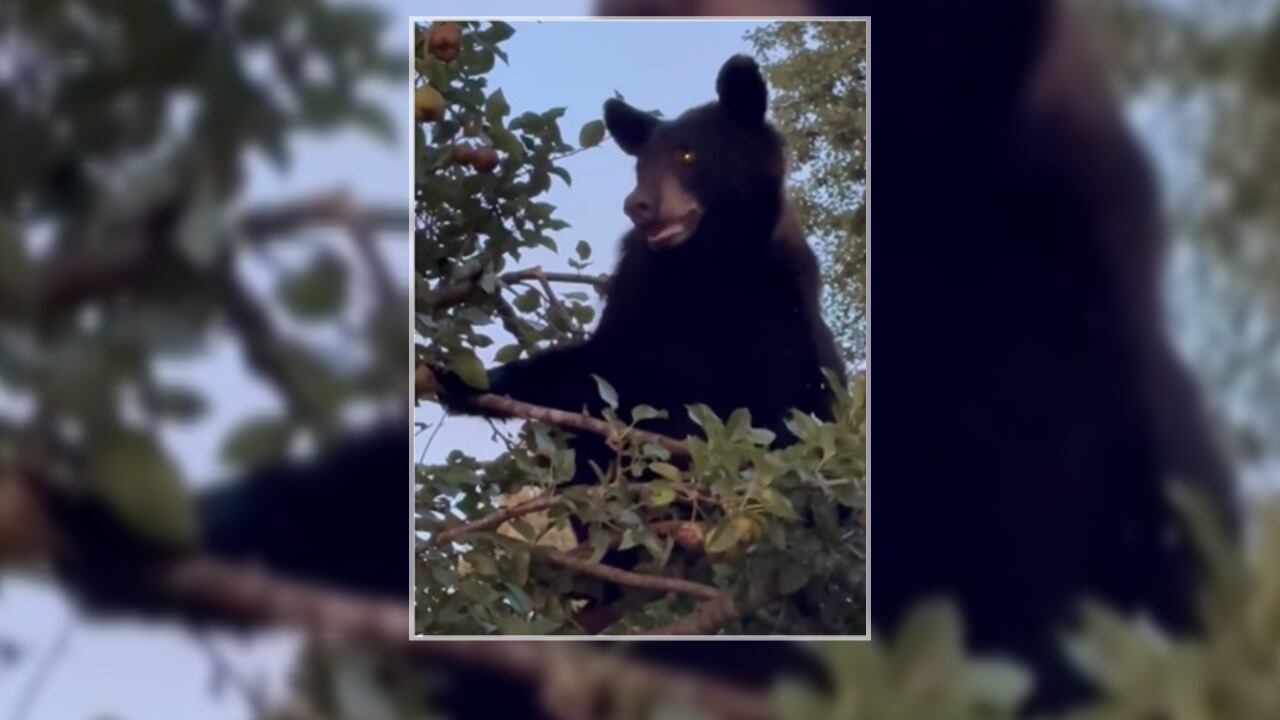Bear spotted in Colbert, Lawrence Counties