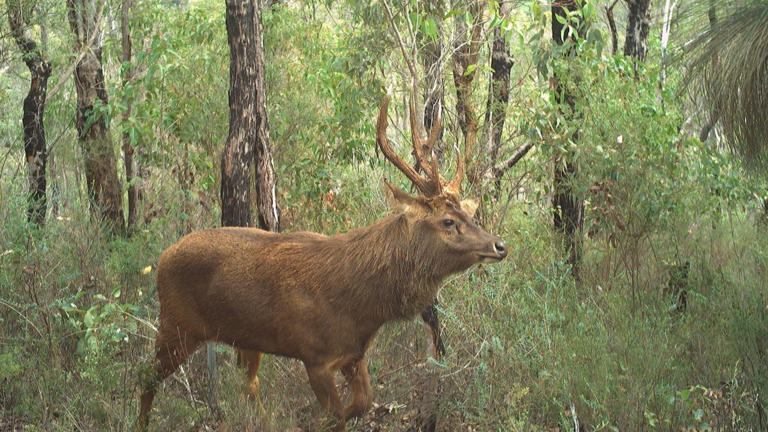 WA holds first aerial cull of feral deer to curb pest population