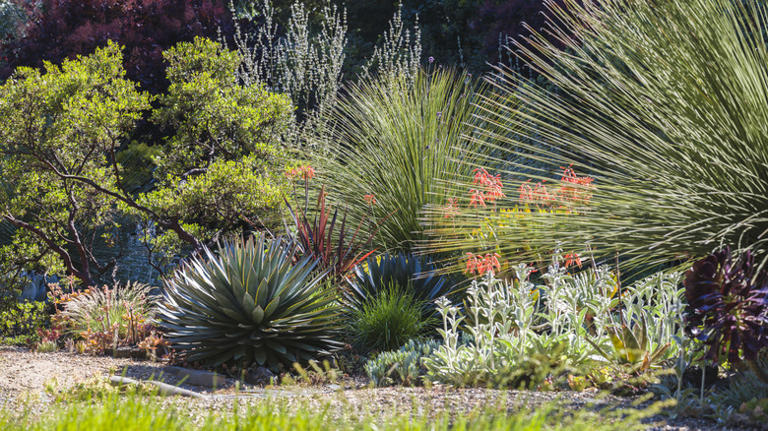 The Eye-Catching Ground Cover Plant That's Easy To Grow And Drought ...