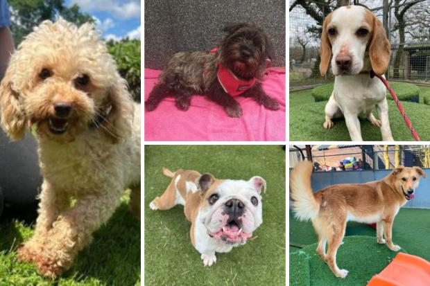 Five dogs looking for their forever home from Many Tears Rescue