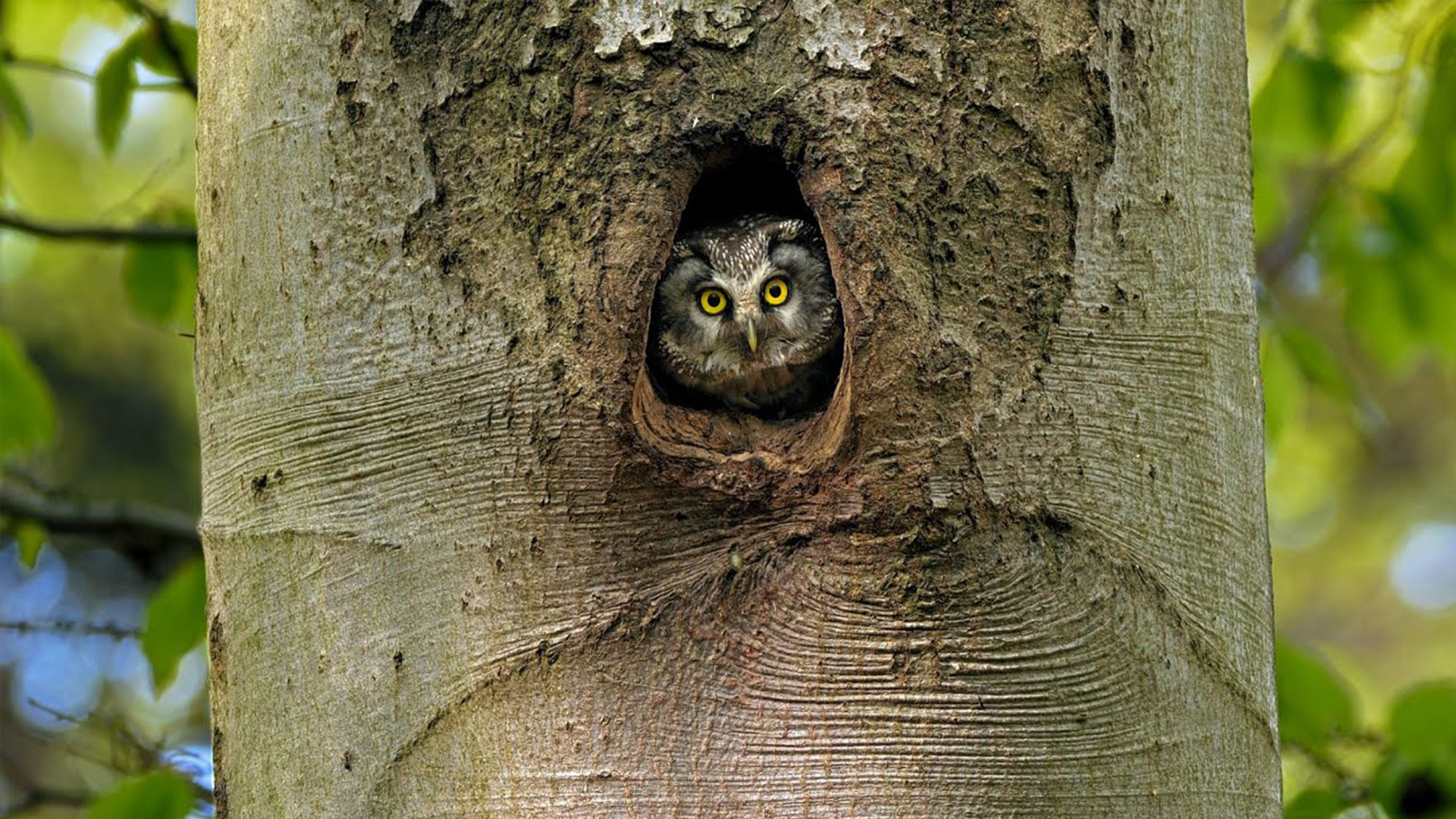 The Trees Have Eyes – Boreal Owl in a Tree Cavity