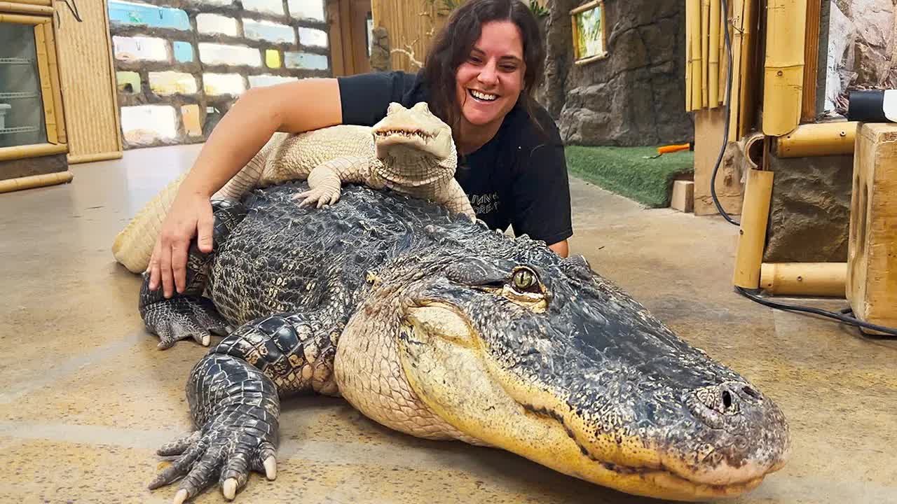 Albino gator meets normal gator!
