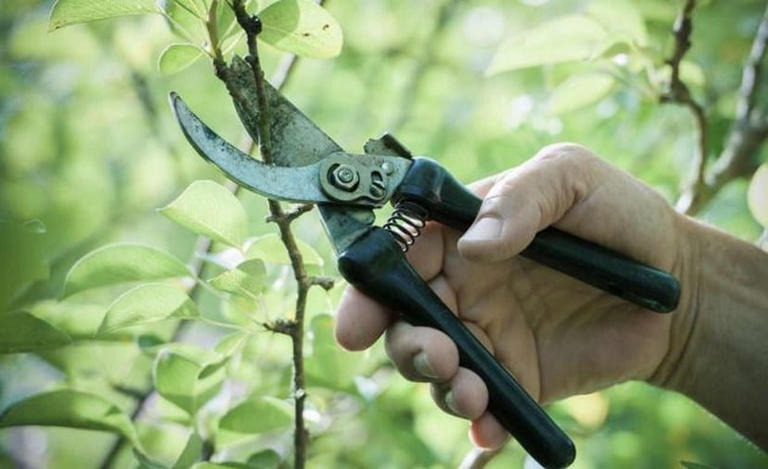 Guía completa sobre tipos de poda de plantas: técnicas, recomendaciones ...