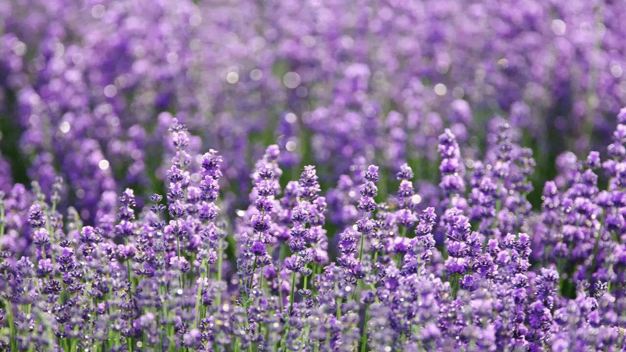 8 beautiful lavender plants to add fragrance, colour, and garden appeal ...