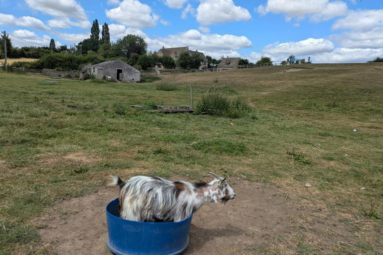 Farm cafe off the M4 is perfect pit stop for family meet-ups and comes ...
