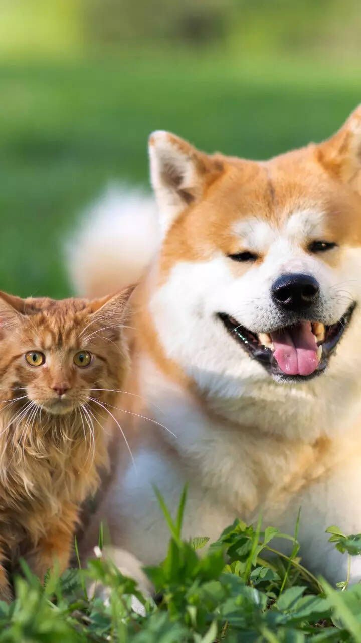 8 pet animals that bring good luck to your home