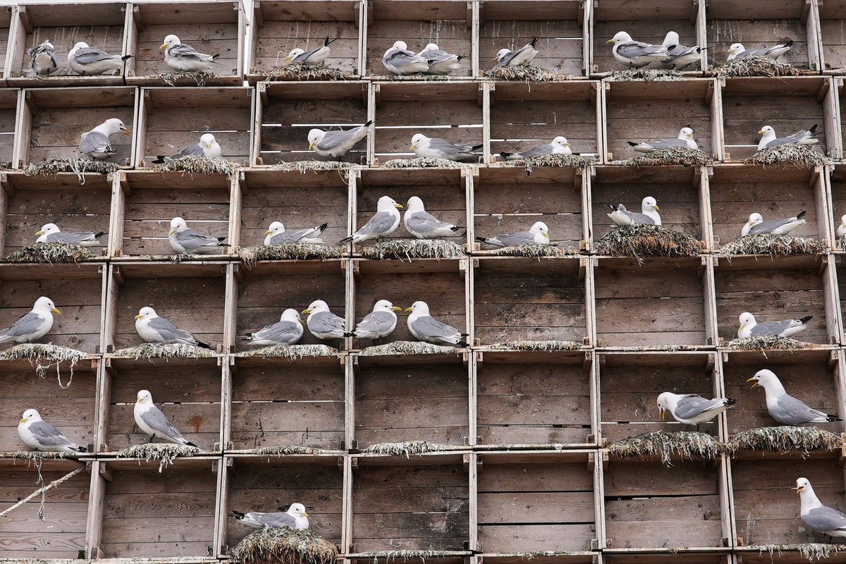 Arctic birders combat impact of climate change and avian flu on ...