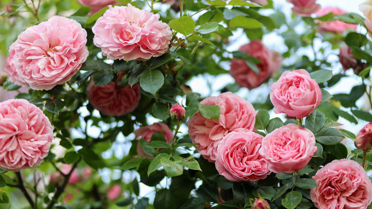 How to grow roses – experts share advice for beautiful, healthy blooms