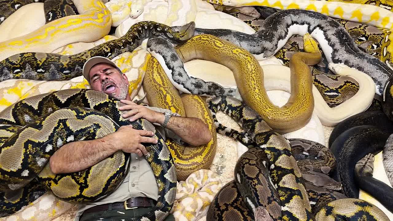 In a room full of my BIGGEST SNAKES