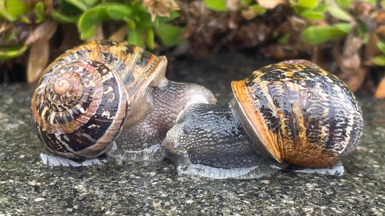 Big Picture: This week's images from the south