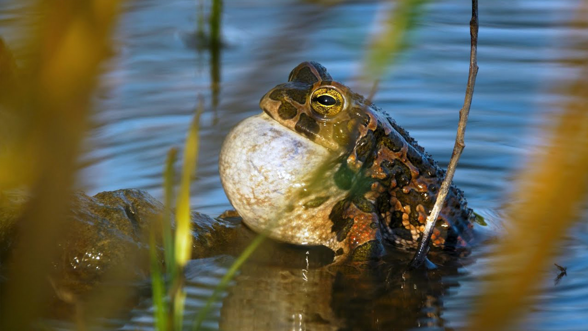 Groene pad – Roep