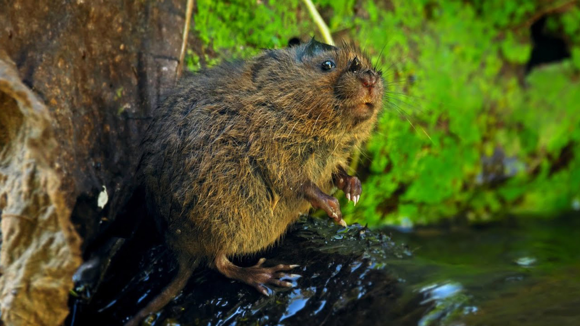 European Water Vole in the Svratka River