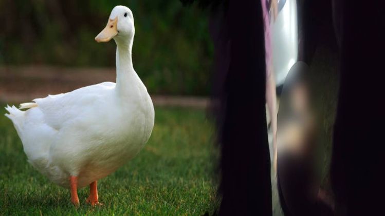 Assam: Youth shot for failing to arrange duck for dinner, locals nab ...