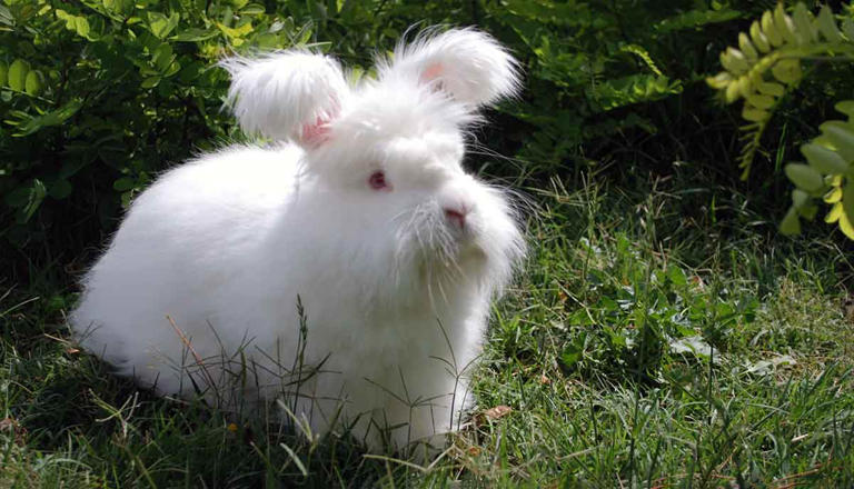 4 Care Tips for Angora Rabbit Breeds
