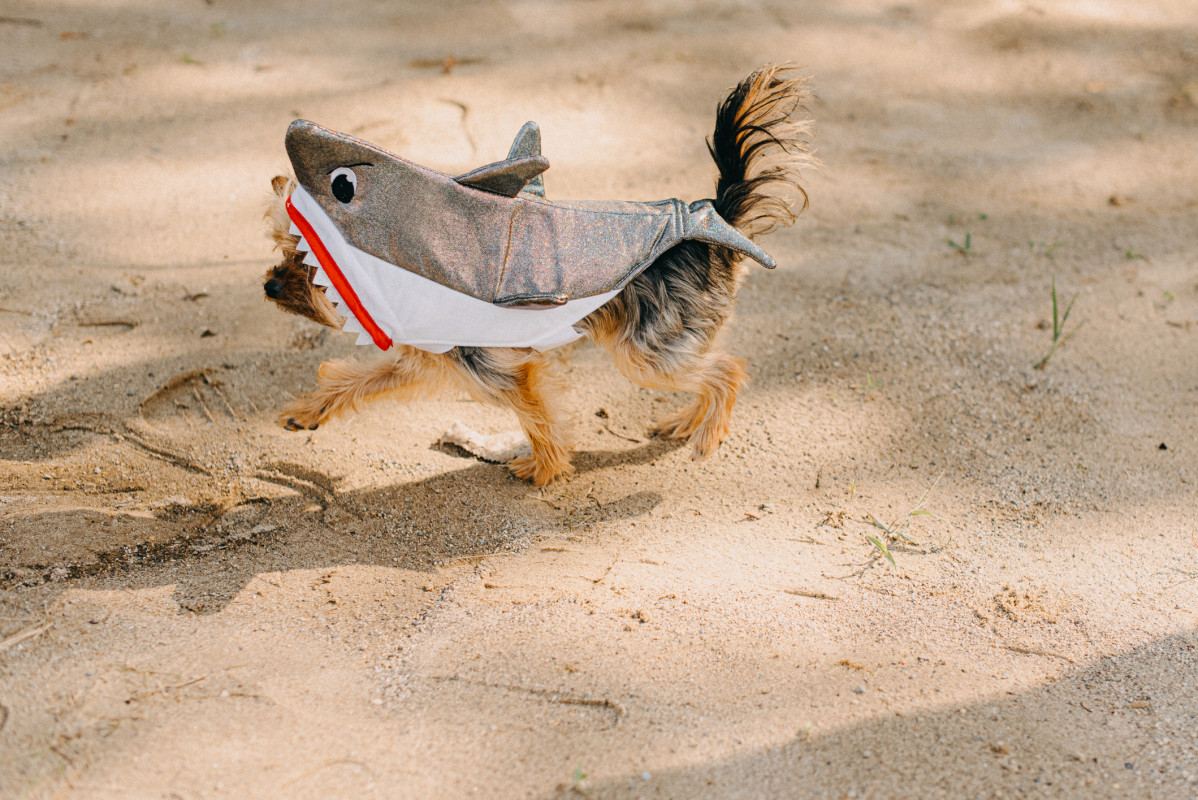 Don’t Let the Cuteness Fool You—These 5 Dog Breeds Have Shark-Like ...
