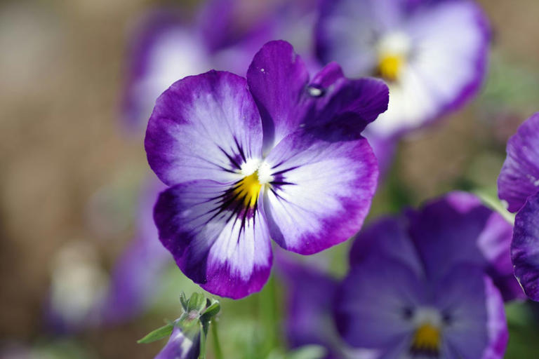 How to press flowers at home: The ultimate beginner's guide