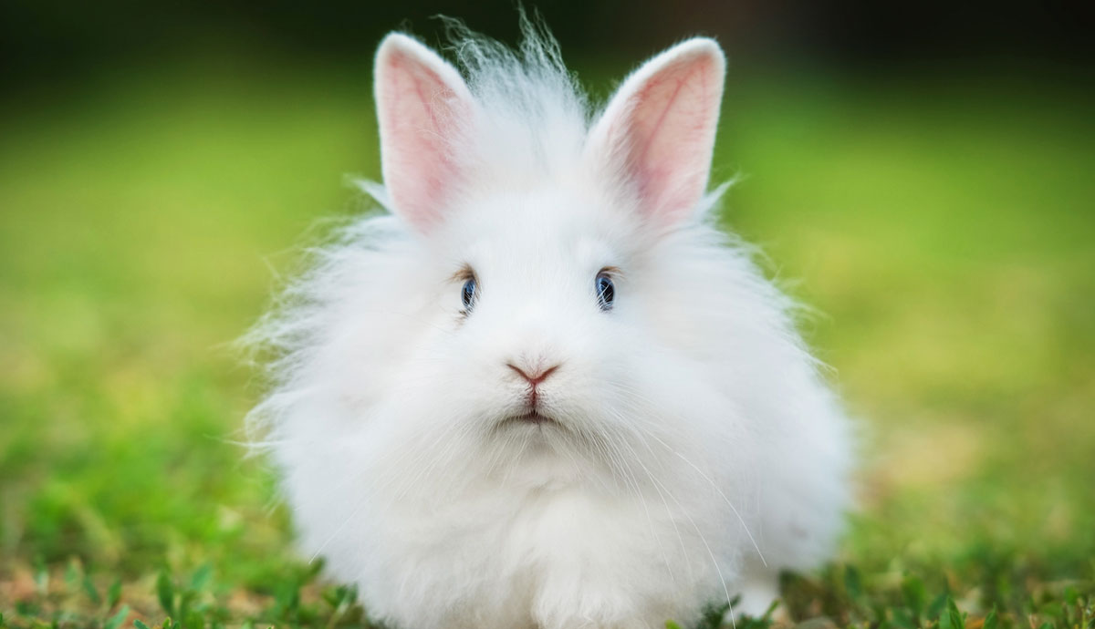 4 Care Tips for Angora Rabbit Breeds