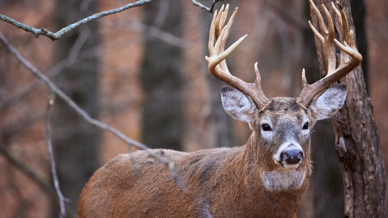 Deer Hunting Tactics That Still Fill Freezers