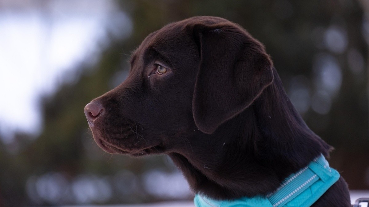 8 dog breeds that create very strong emotional bonds with their owners