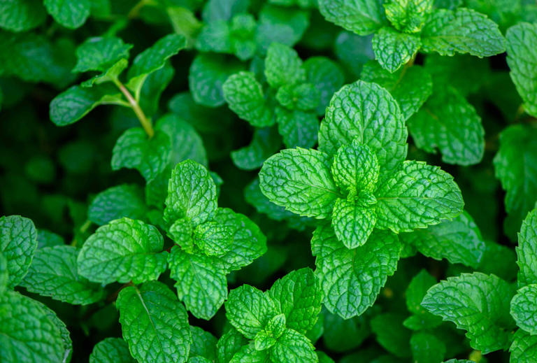 How Often To Water Mint So It Will Thrive