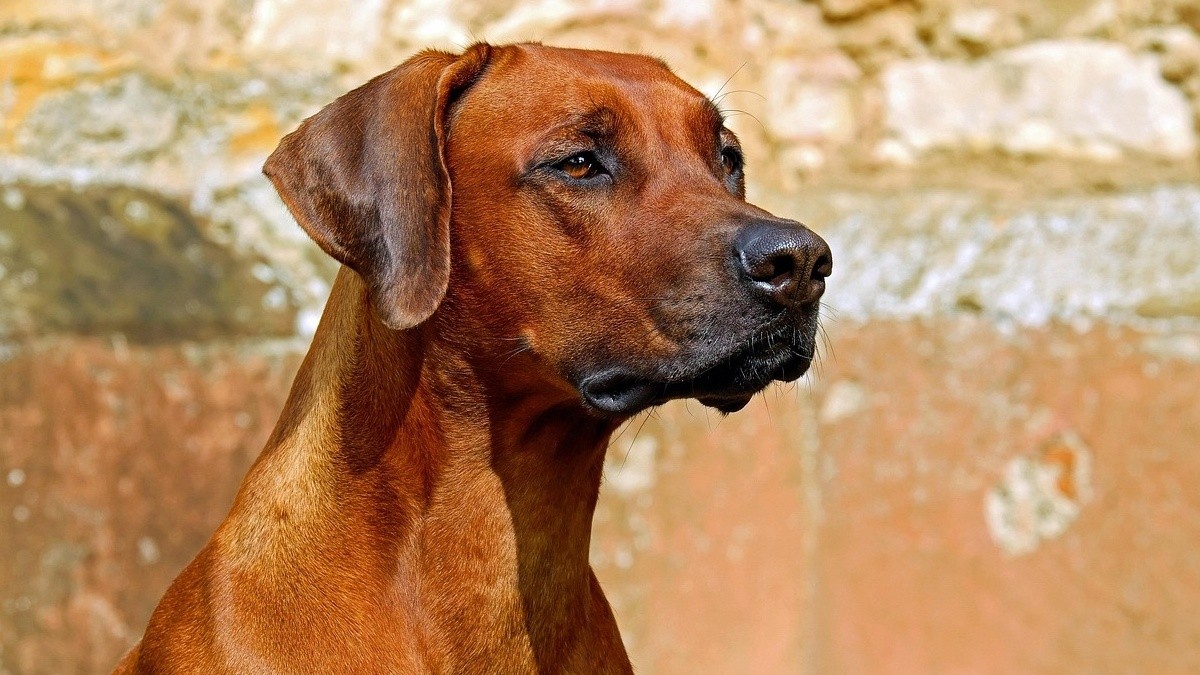 10 reliable tips to reduce stress levels in your dog