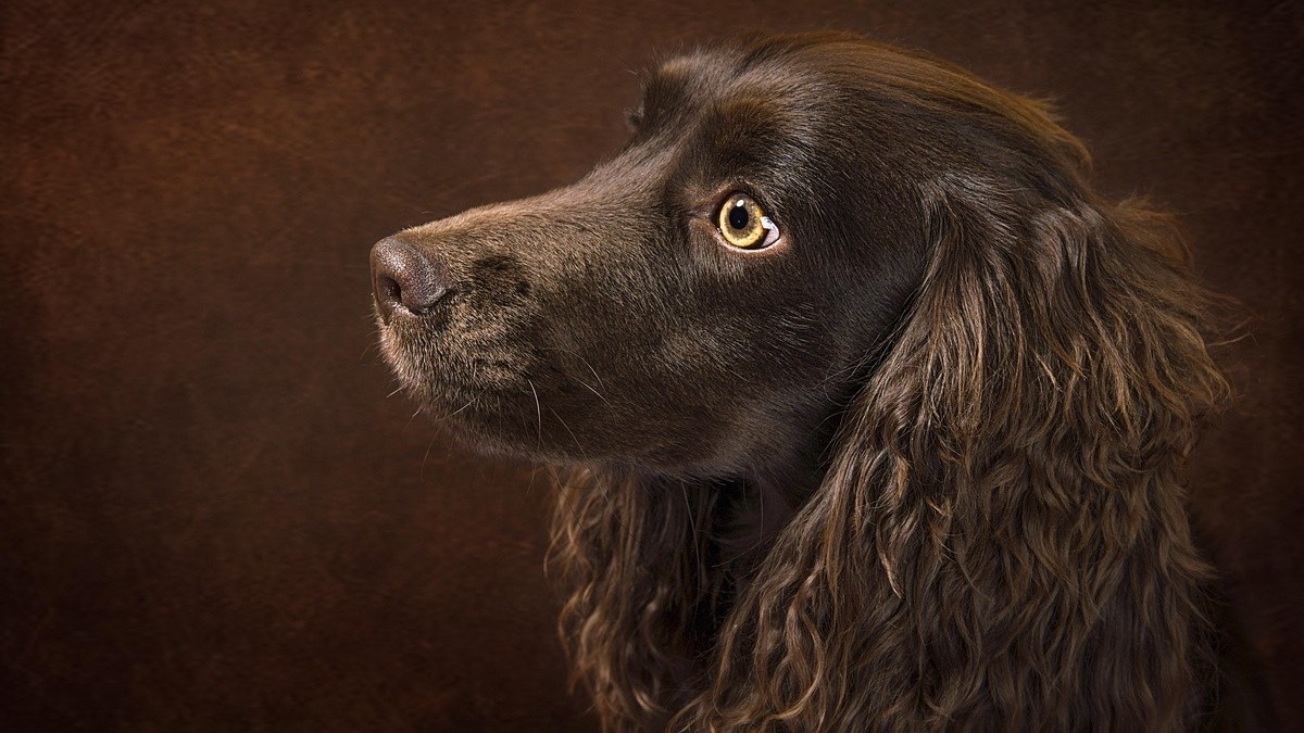 10 reliable tips to reduce stress levels in your dog