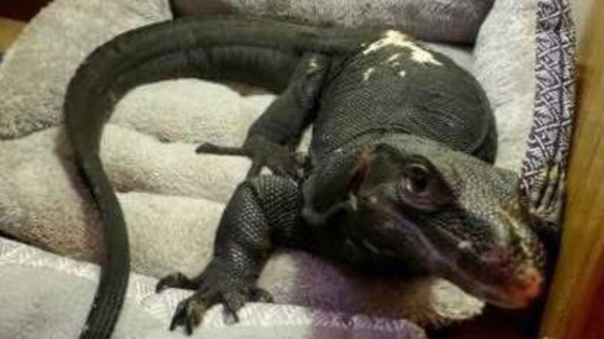 What we know about the 5-foot monitor lizard still on the loose in Webster