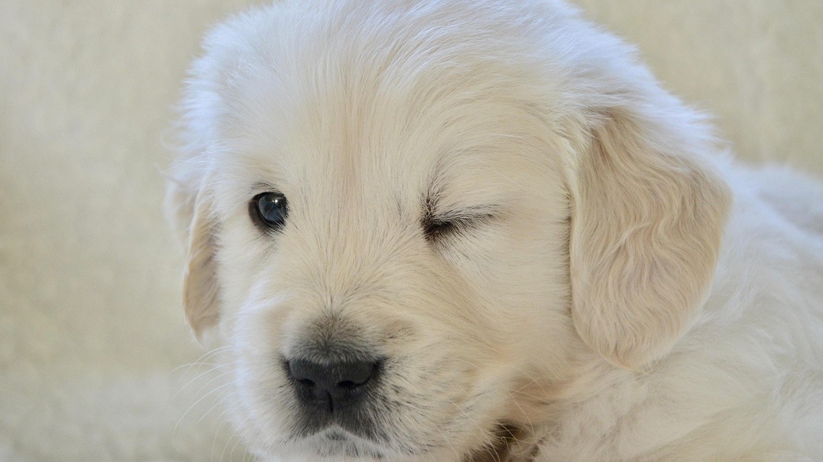 8 dog breeds that create very strong emotional bonds with their owners