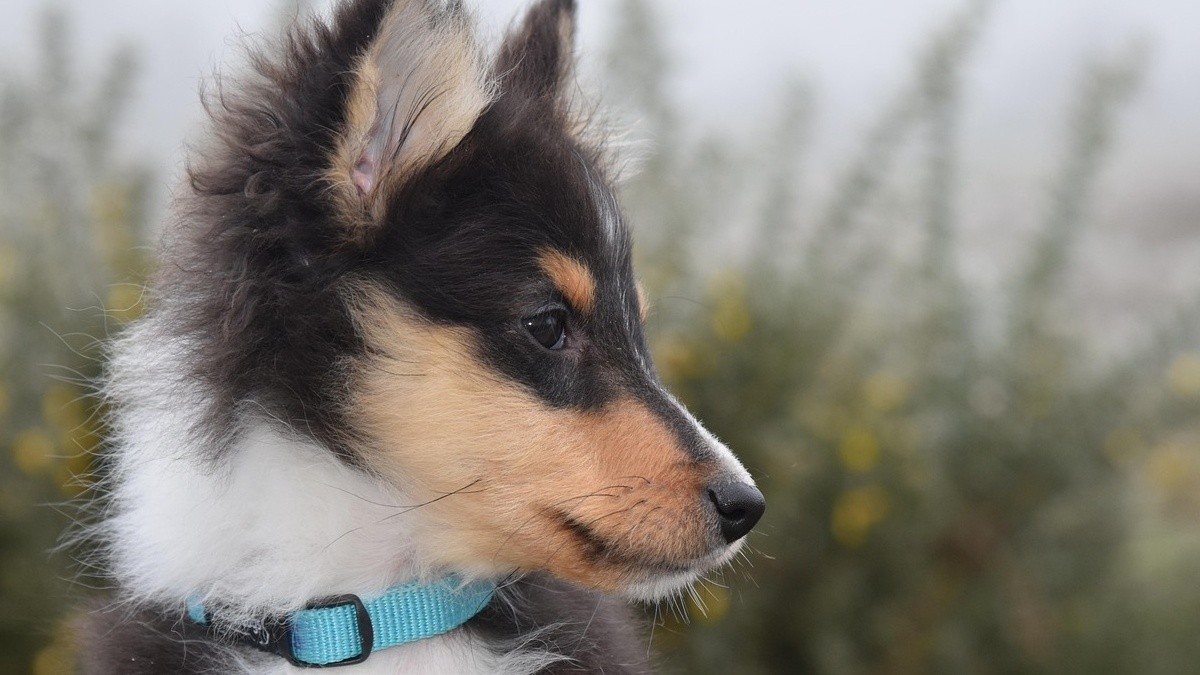 10 reliable tips to reduce stress levels in your dog