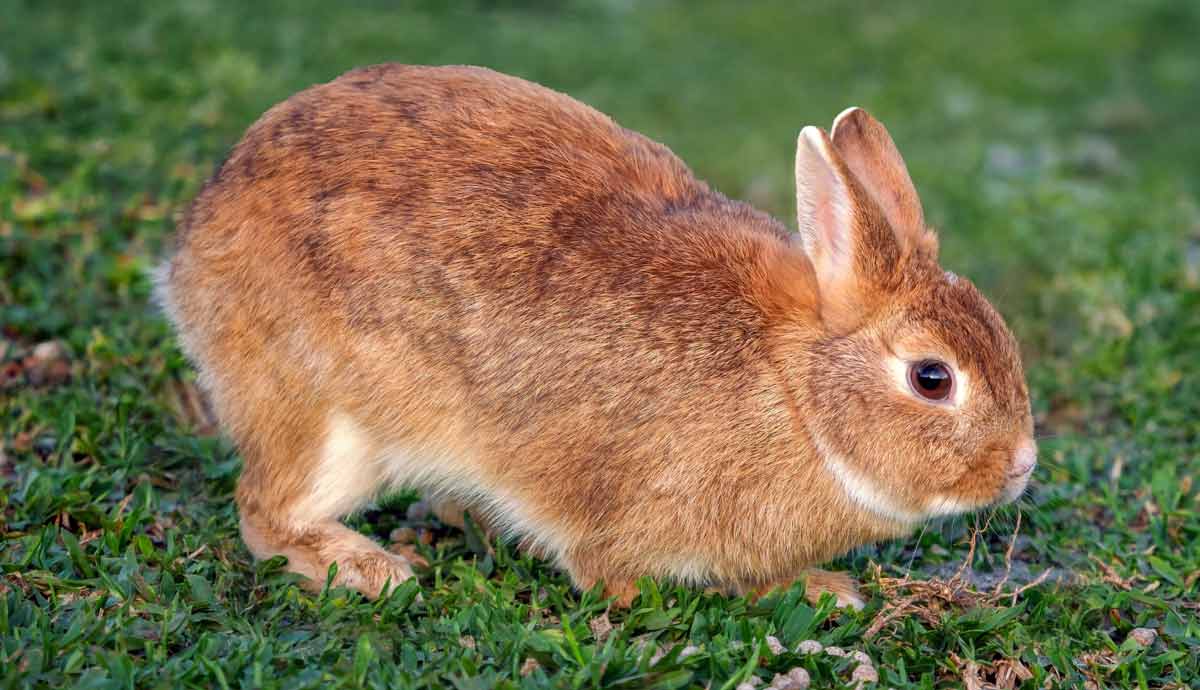 8 Facts About the Netherland Dwarf: The Smallest Rabbit Breed