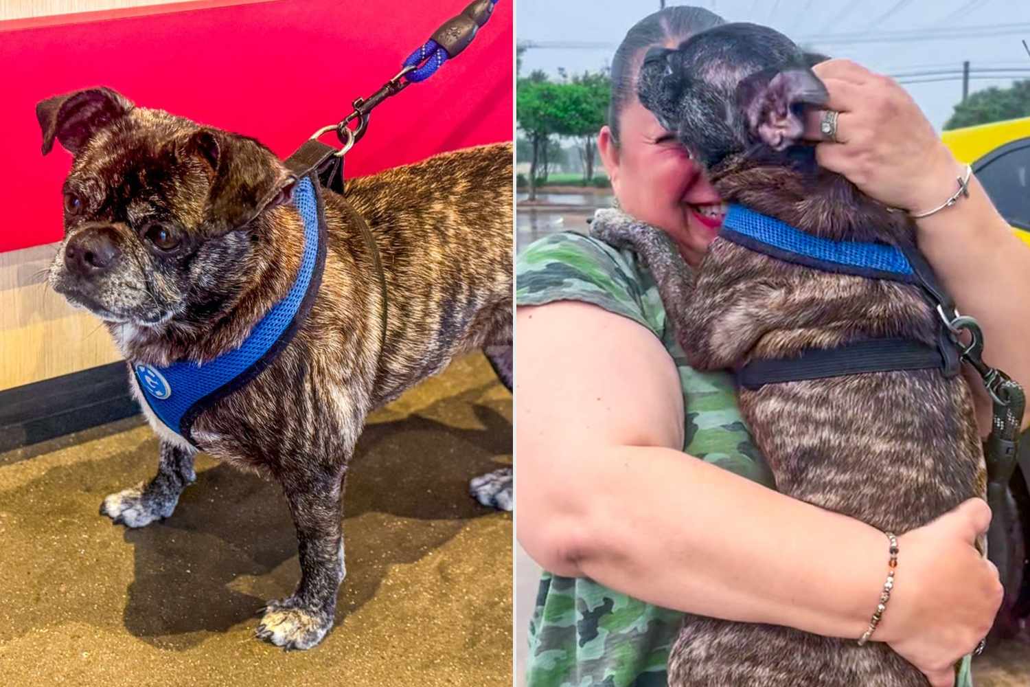 Dog, Who Went Missing 8 Years Ago During Hurricane Harvey, Found 300 ...