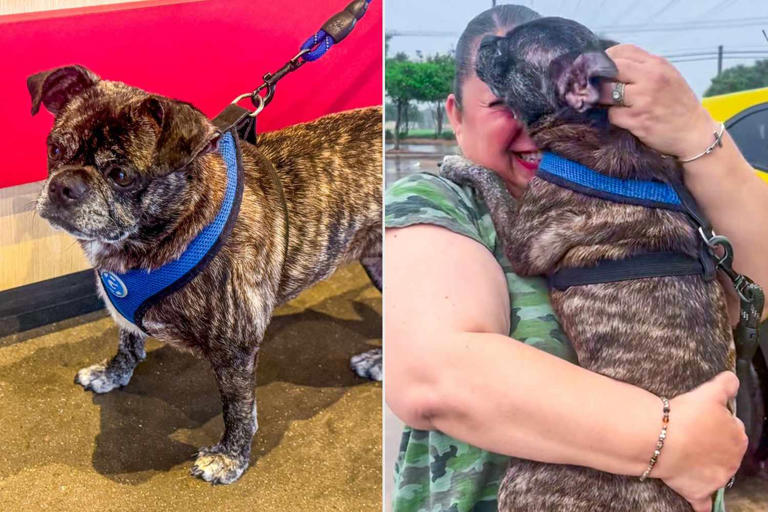 Dog, Who Went Missing 8 Years Ago During Hurricane Harvey, Found 300 ...