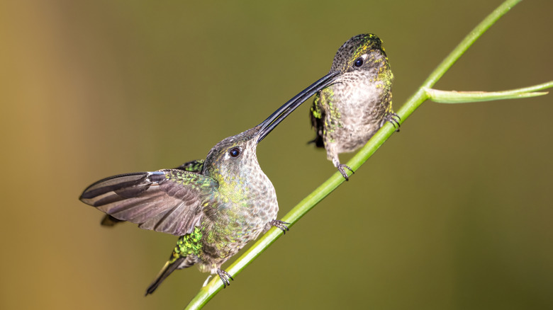 These Gorgeous Flowers Are A Hummingbird's Best Friend