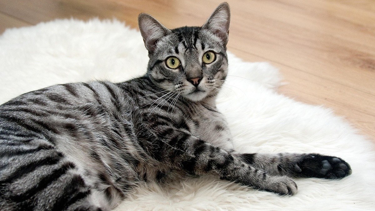 Effective veterinary methods to help your cat lose weight if it is obese