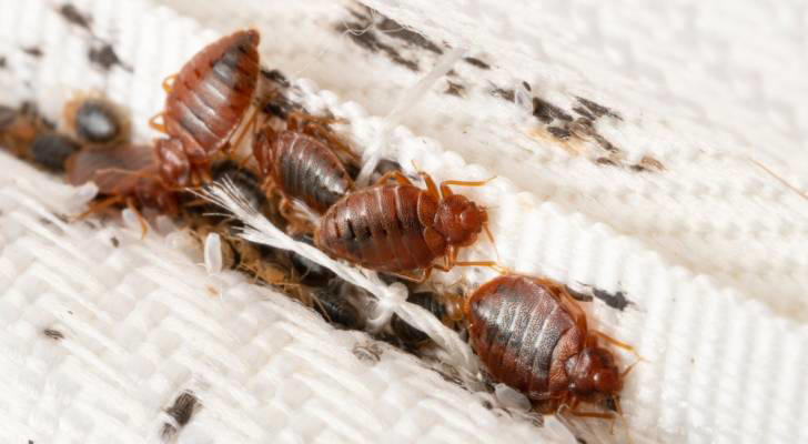 California hotel guests awarded $2M in bed bug lawsuit — they said 1 ...