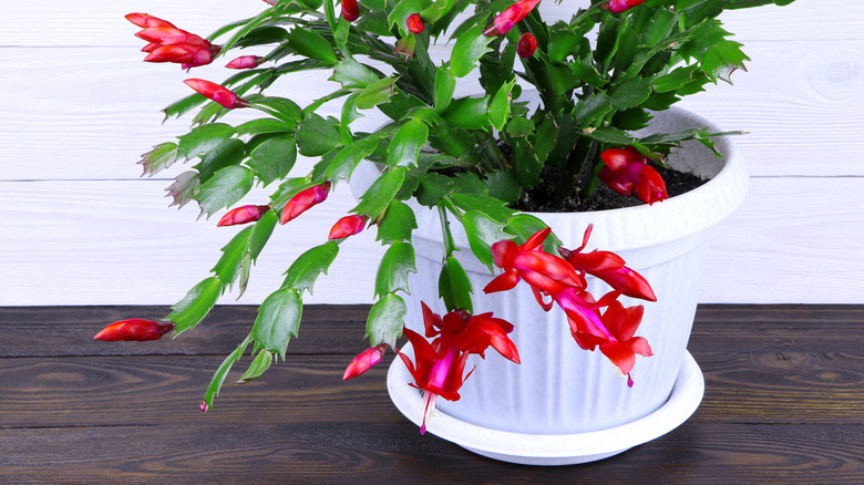Give These 10 Indoor Houseplants Coffee Grounds To Help Them Thrive