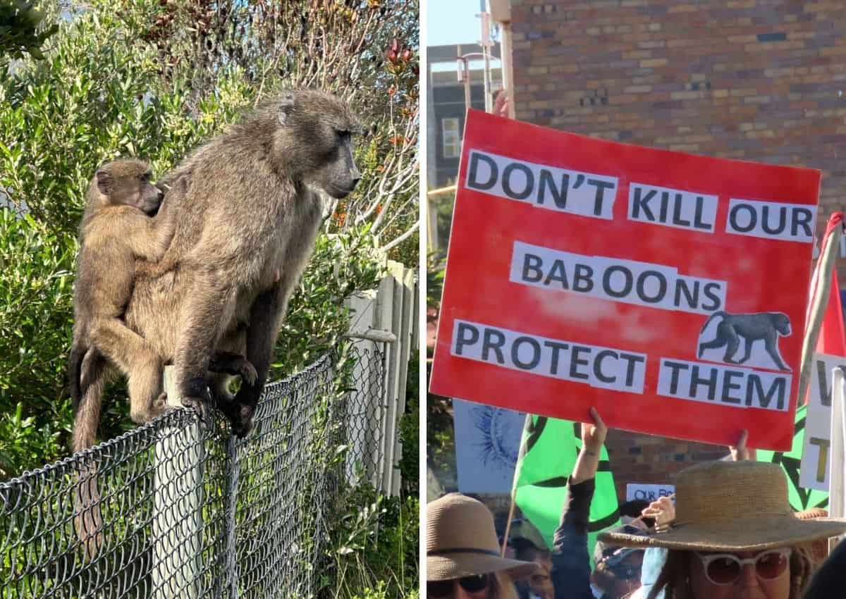 Animal activists reject bid to remove baboon troops from Cape Peninsula