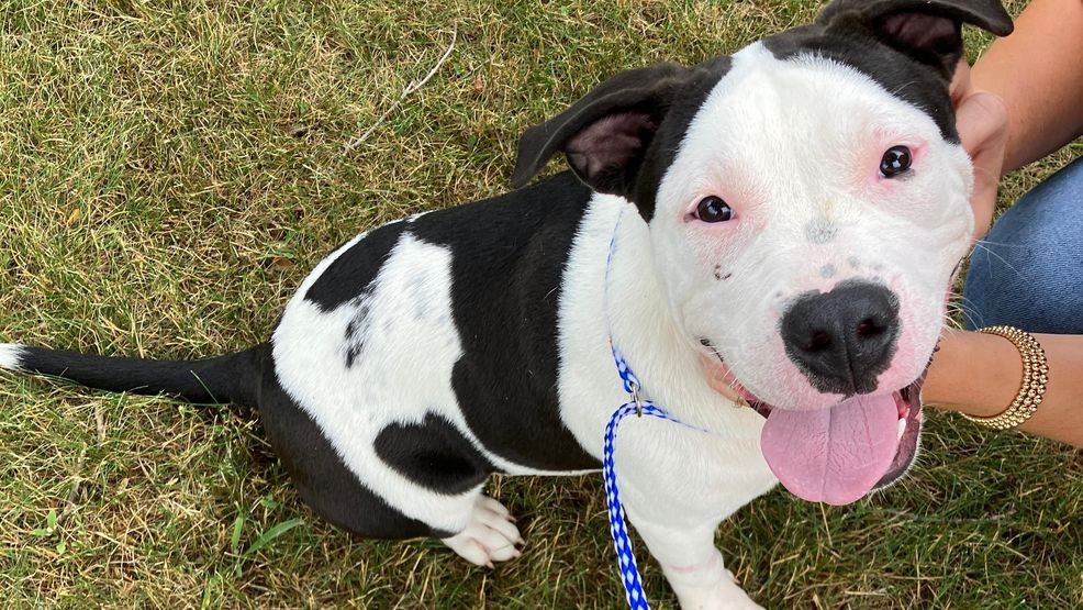 Meet Patrick the pup!