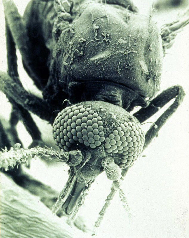 Tiny Bugs Ruining Your Outdoor Fun? Here's What to do About Noseeums