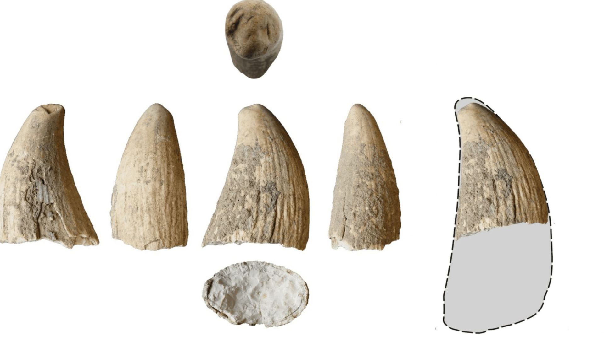 4,000-year-old sperm whale tooth reveals early humans scavenged sea shores